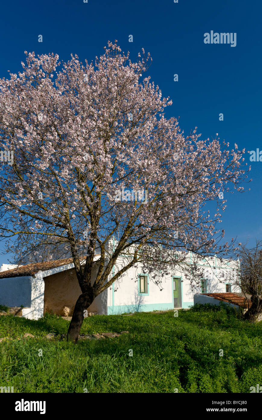 Portugal, the Algarve, almond tree and rustic cottage Stock Photo - Alamy