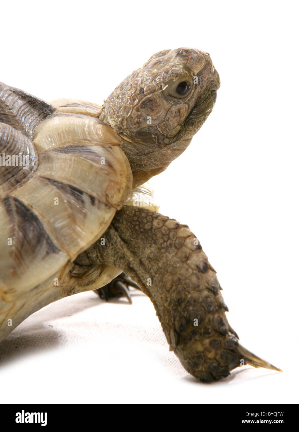hermann tortoise portrait in a studio Stock Photo - Alamy