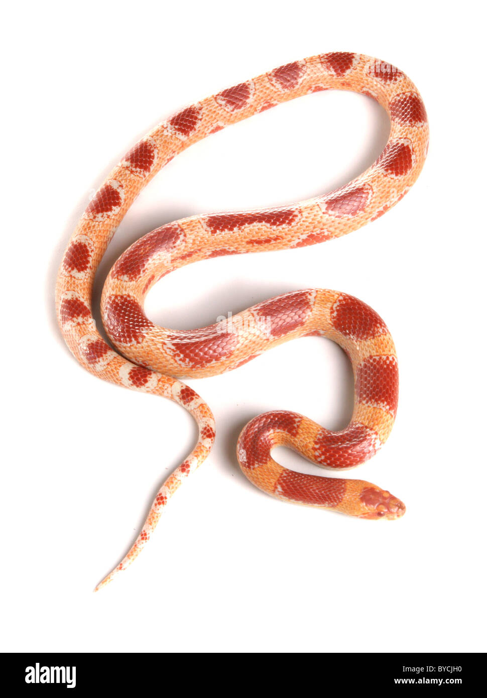 corn cross milksnake hybrid portrait in a studio Stock Photo - Alamy