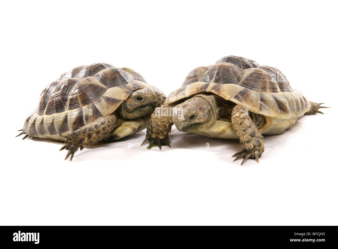 pair hermann tortoises portrait in a studio Stock Photo - Alamy