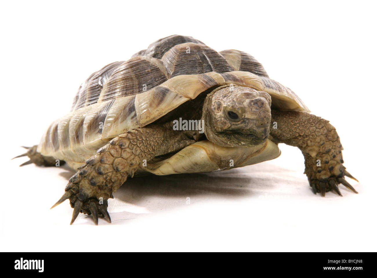 hermann tortoise portrait in a studio Stock Photo - Alamy