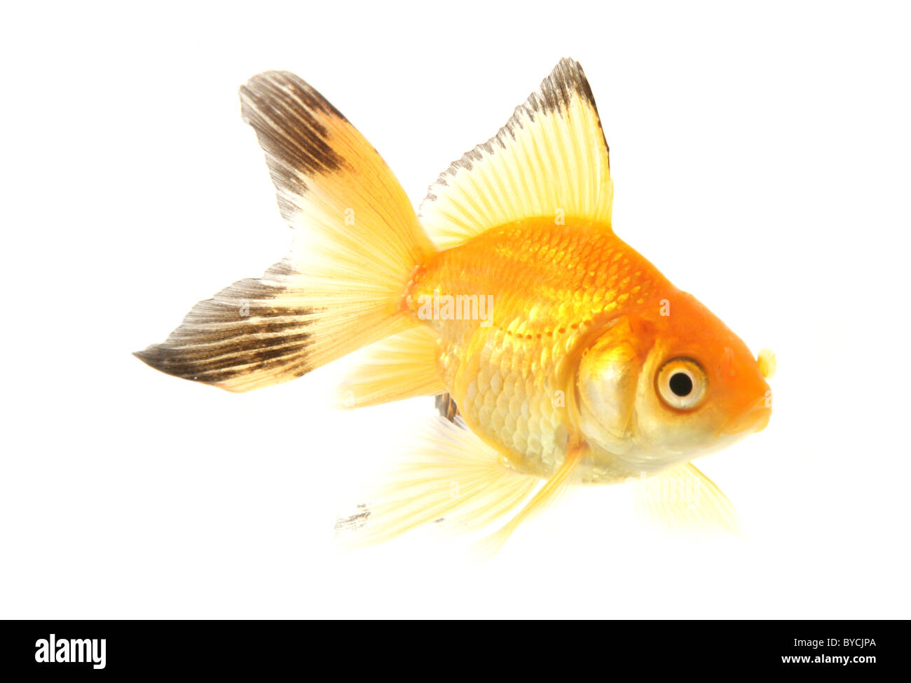 Fantail goldfish cutout portrait studio Stock Photo - Alamy