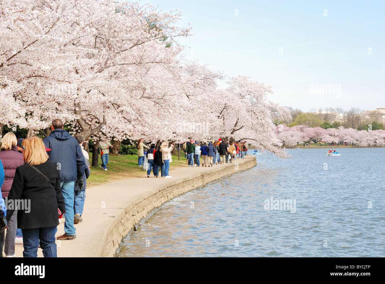 Cherry blossom festival in dc hi-res stock photography and images - Alamy