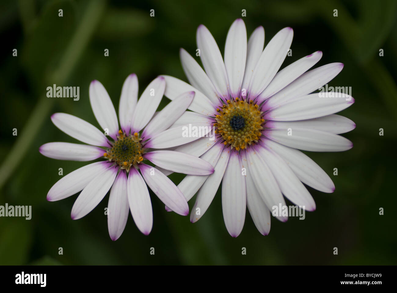 A pair of different sized cape daisies on a green grass background ...