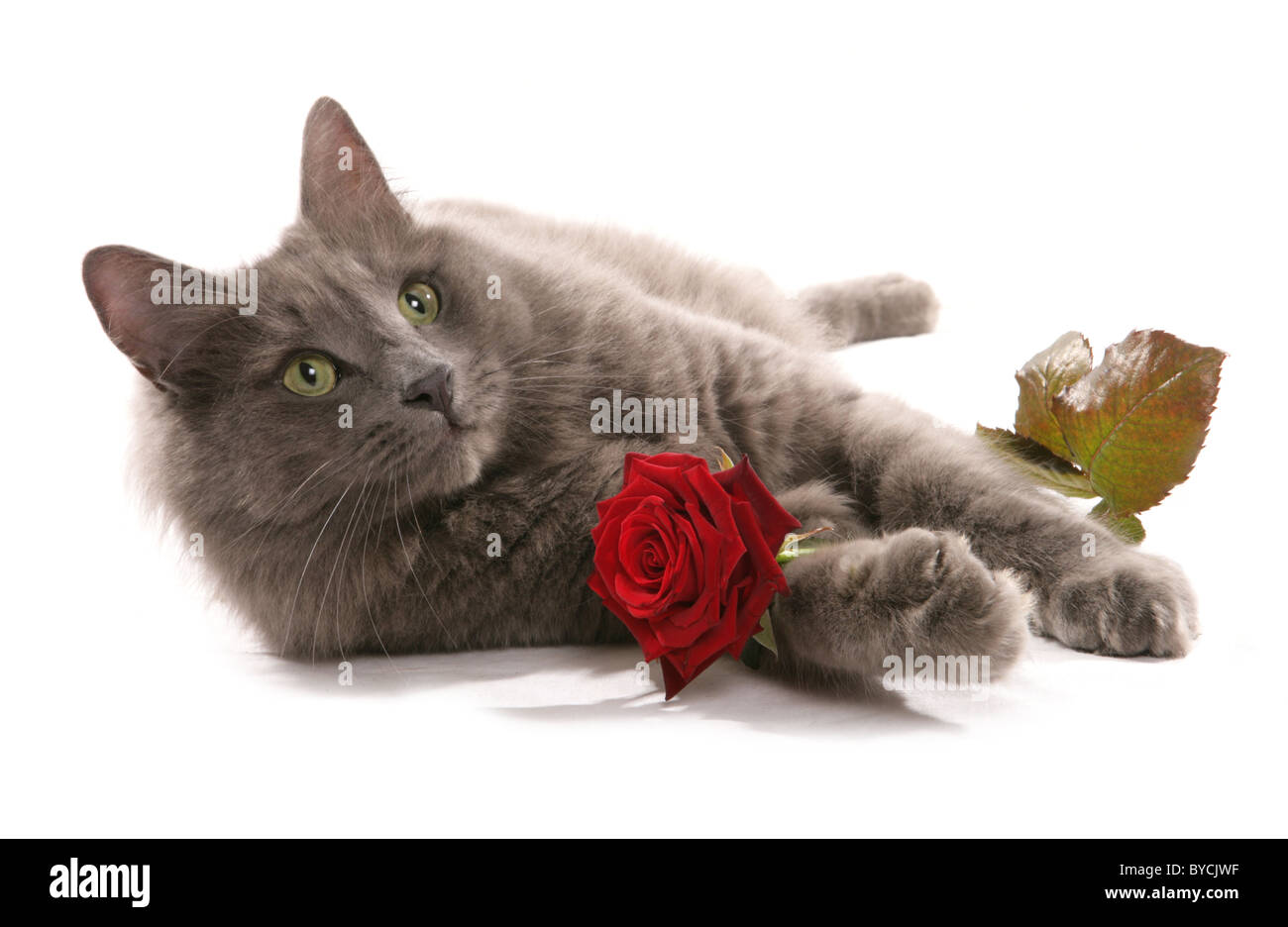 Portrait cat flowers Cut Out Stock Images & Pictures - Alamy