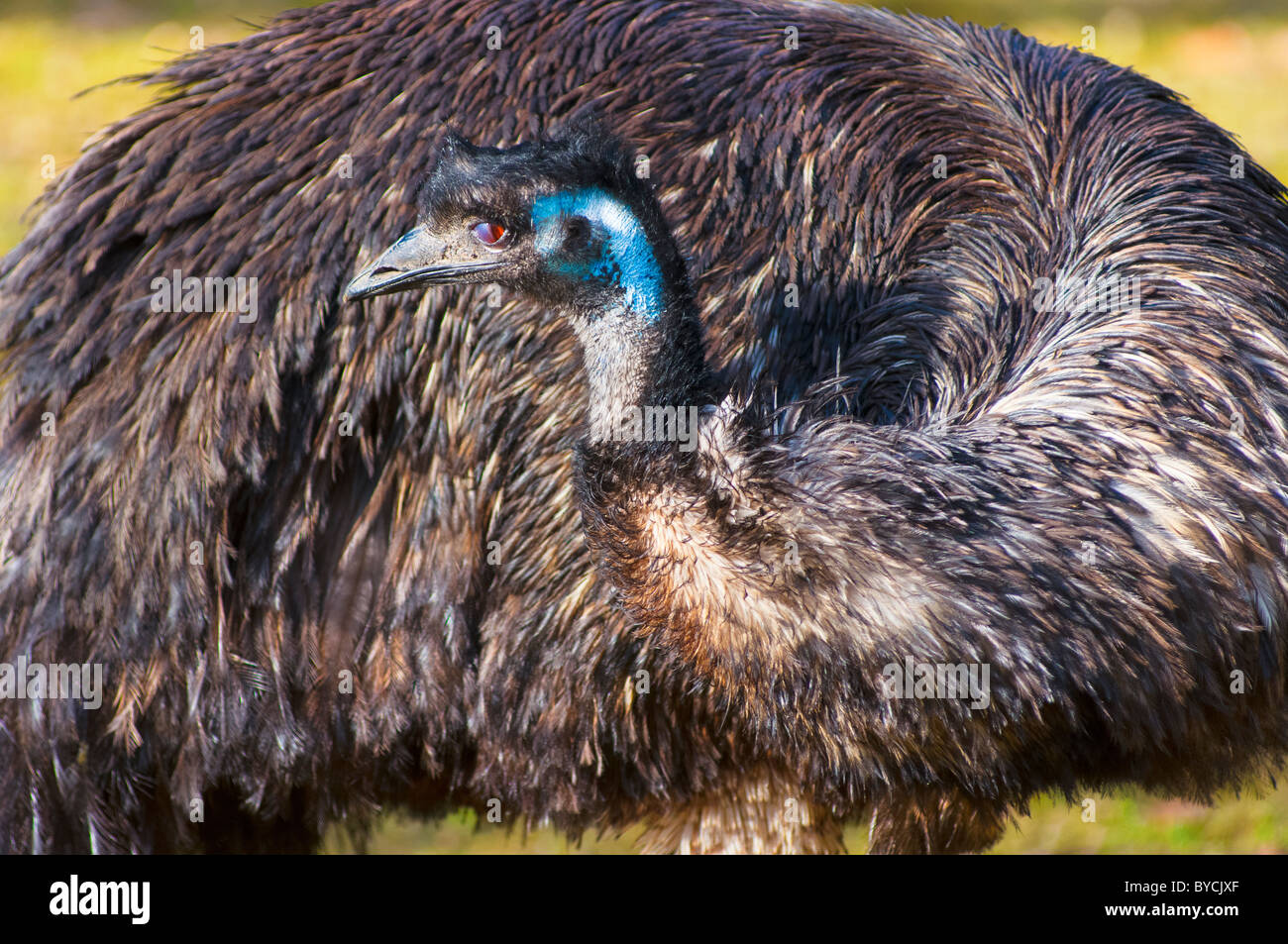 Australian Emu in the outback Stock Photo - Alamy