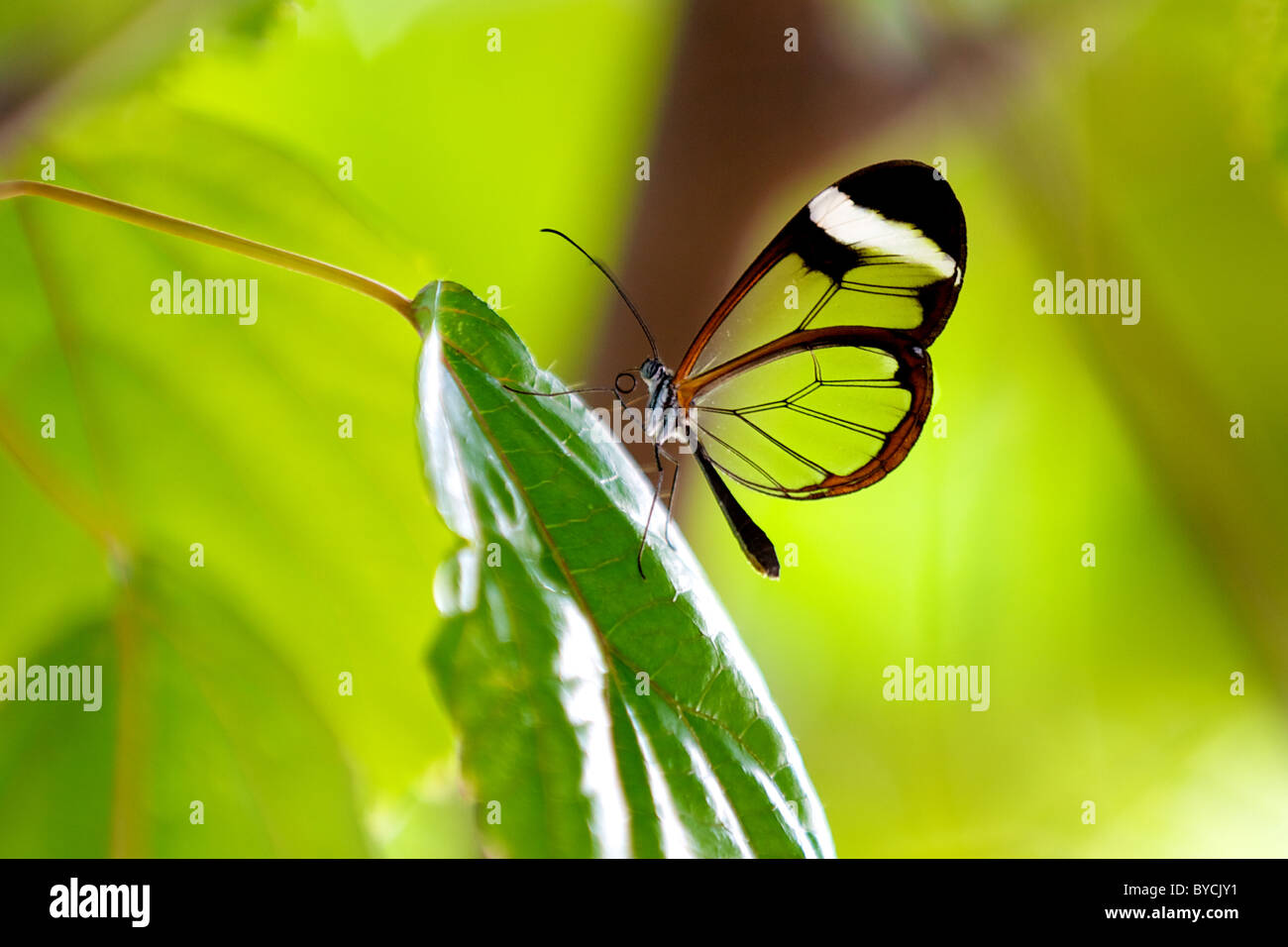Glasswing Butterfly Wildlife Stock Photos & Glasswing Butterfly ...