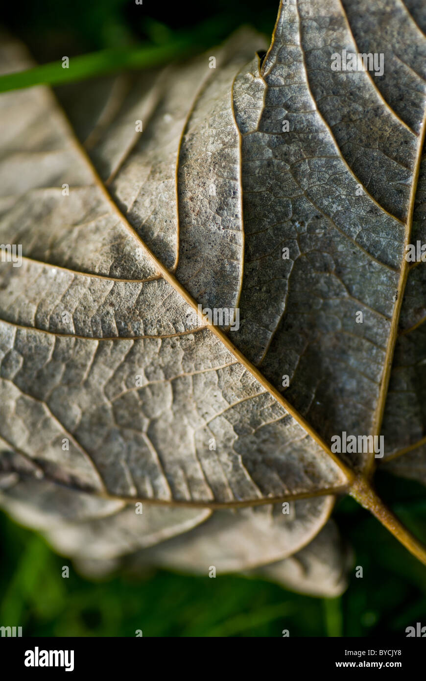 Clam leaf hi-res stock photography and images - Alamy