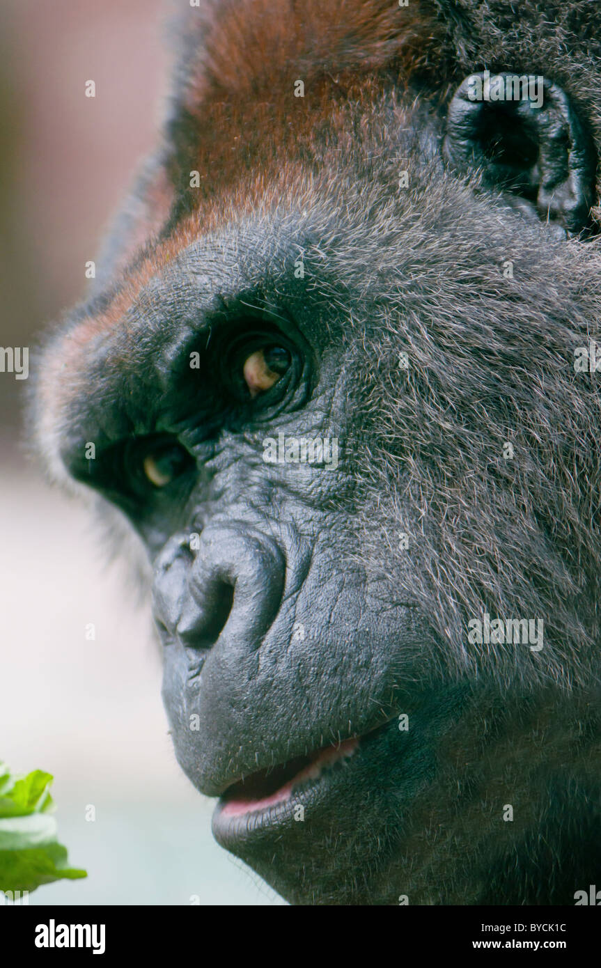 Silverback Gorilla close up with eye contact Stock Photo - Alamy