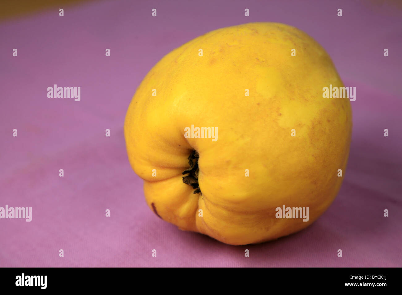 One quince hi-res stock photography and images - Alamy