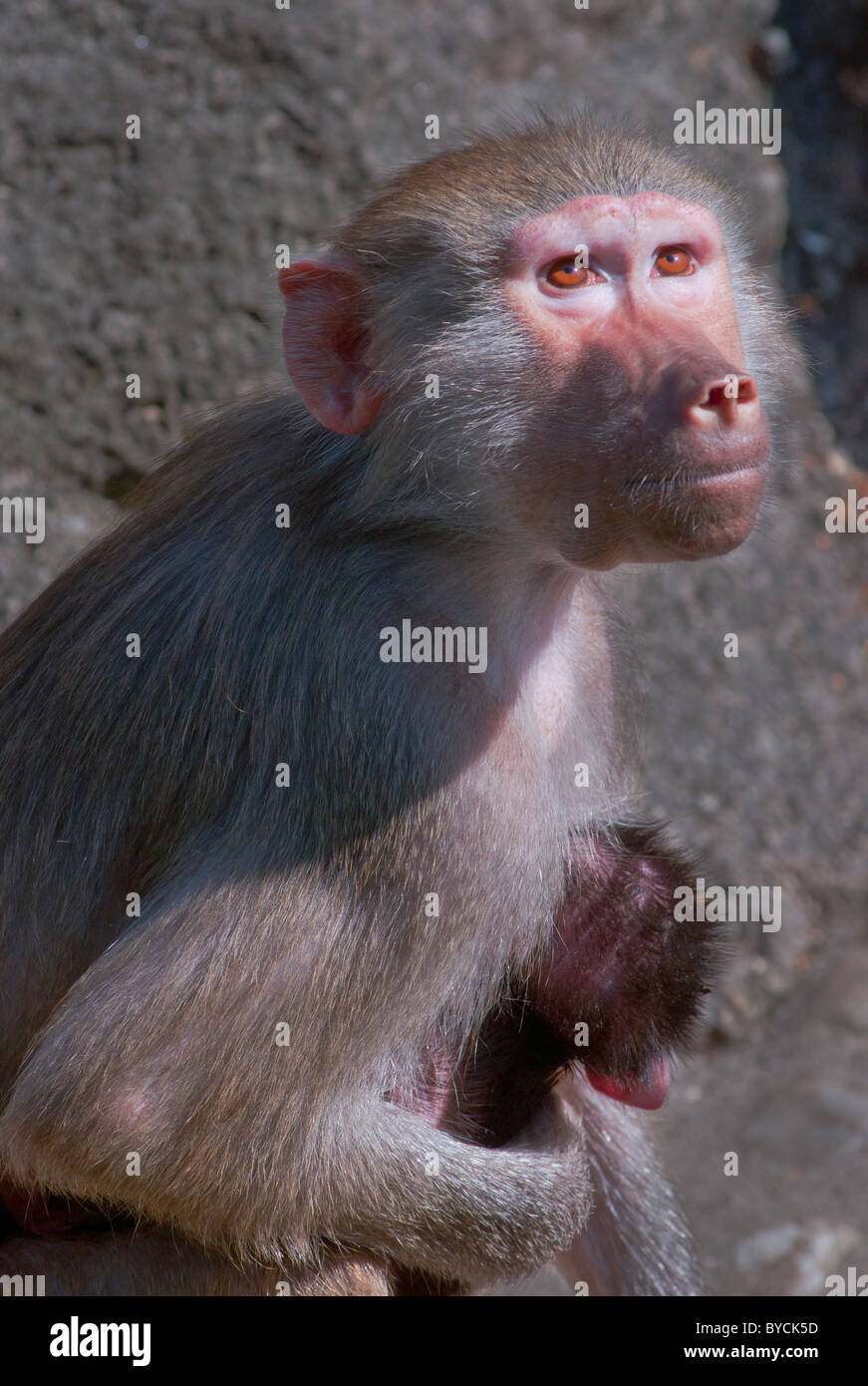 Female Papio Hamadryas baboon carrying her baby Stock Photo - Alamy