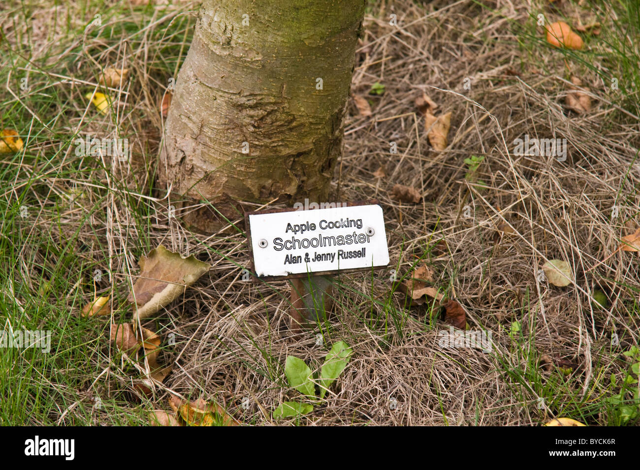 Identification label at the base of an apple tree in the Community ...