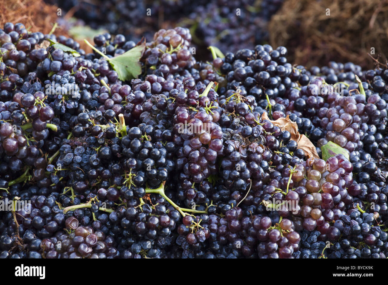 Grape pile close-up Stock Photo - Alamy