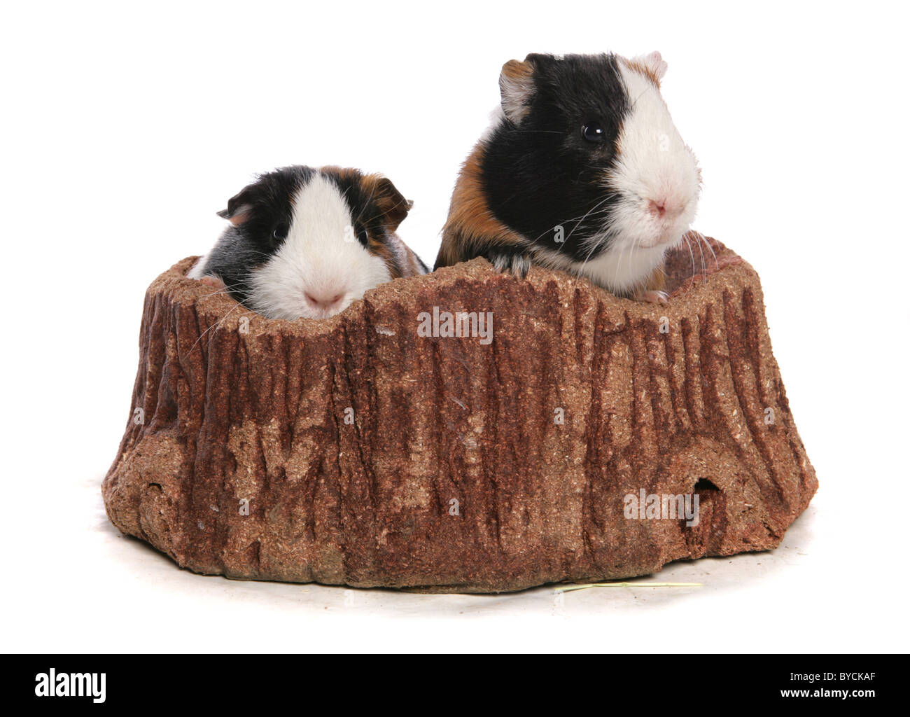 Guinea pig portraits studio Stock Photo - Alamy