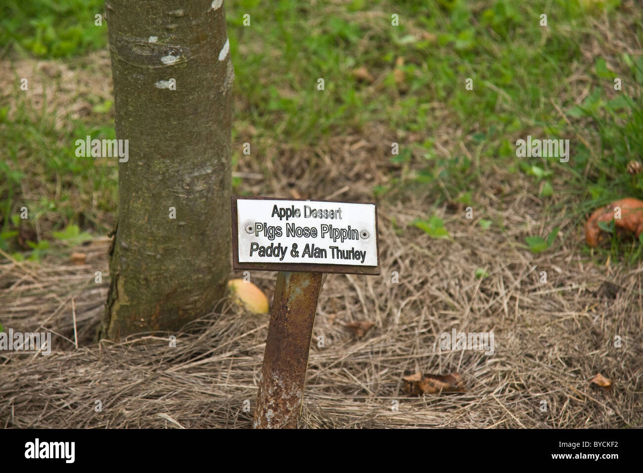Tree identification hi-res stock photography and images - Alamy