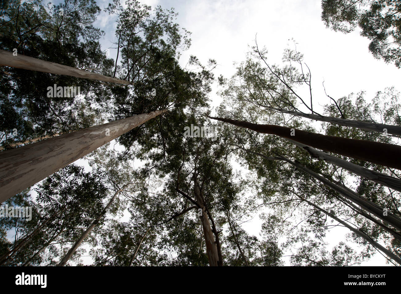 On a drive, saw these trees rising high into the sky. They represent ...