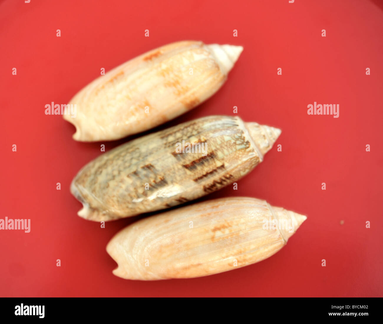 Torpedo Shaped High Resolution Stock Photography and Images - Alamy
