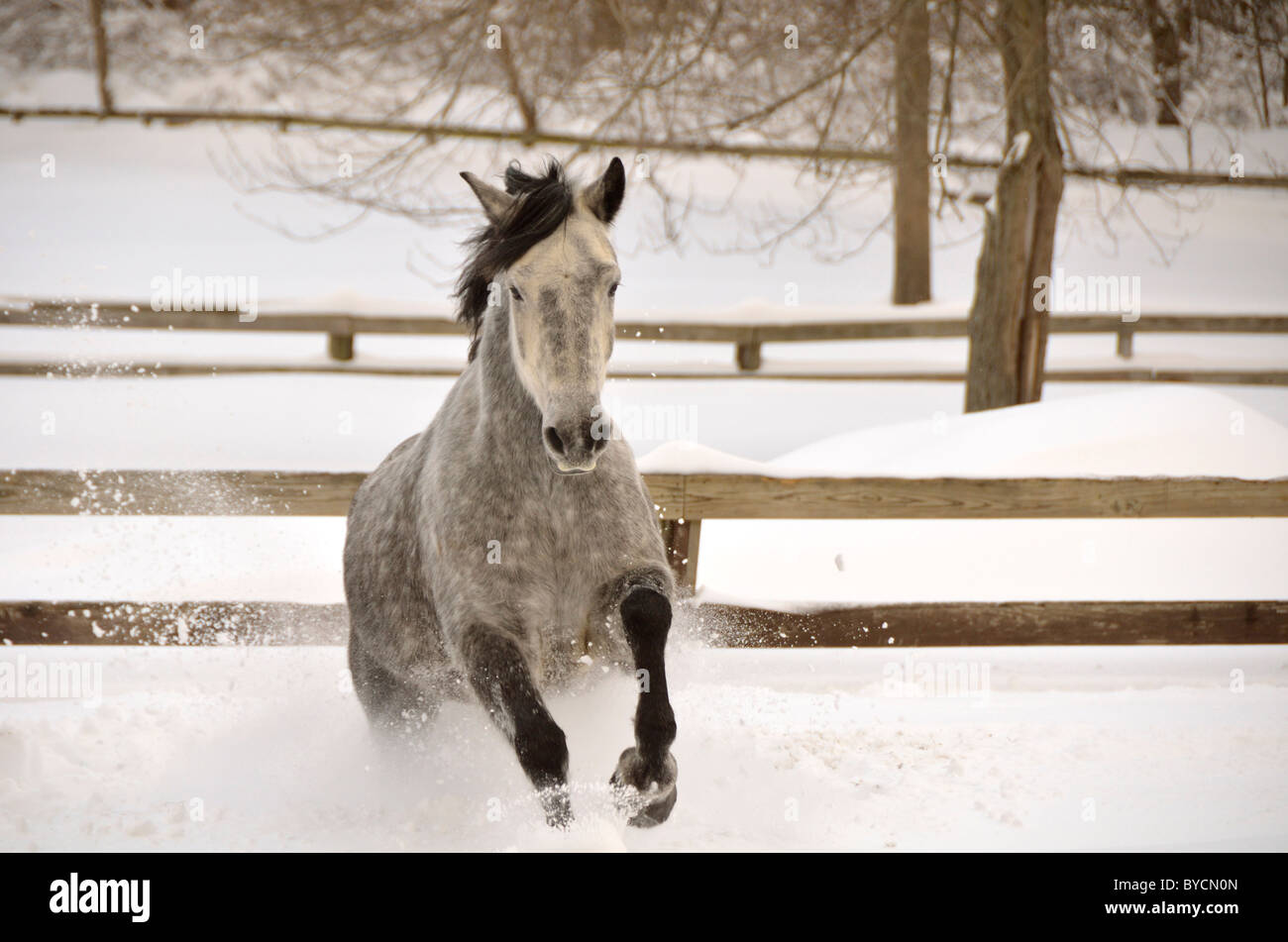 Friesian arabian hi-res stock photography and images - Alamy