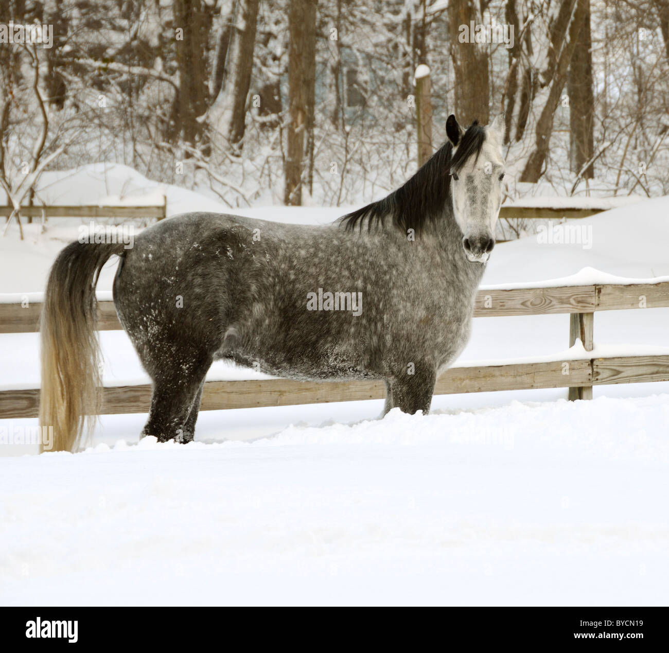 Arabian horse cross hi-res stock photography and images - Alamy