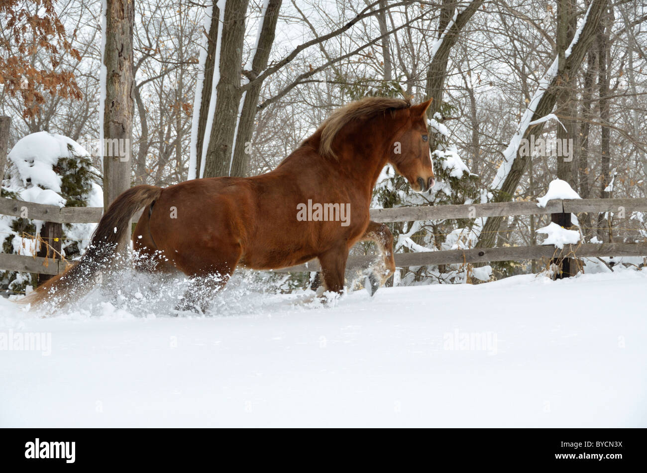 Belgium cross Arabian in snow Stock Photo - Alamy