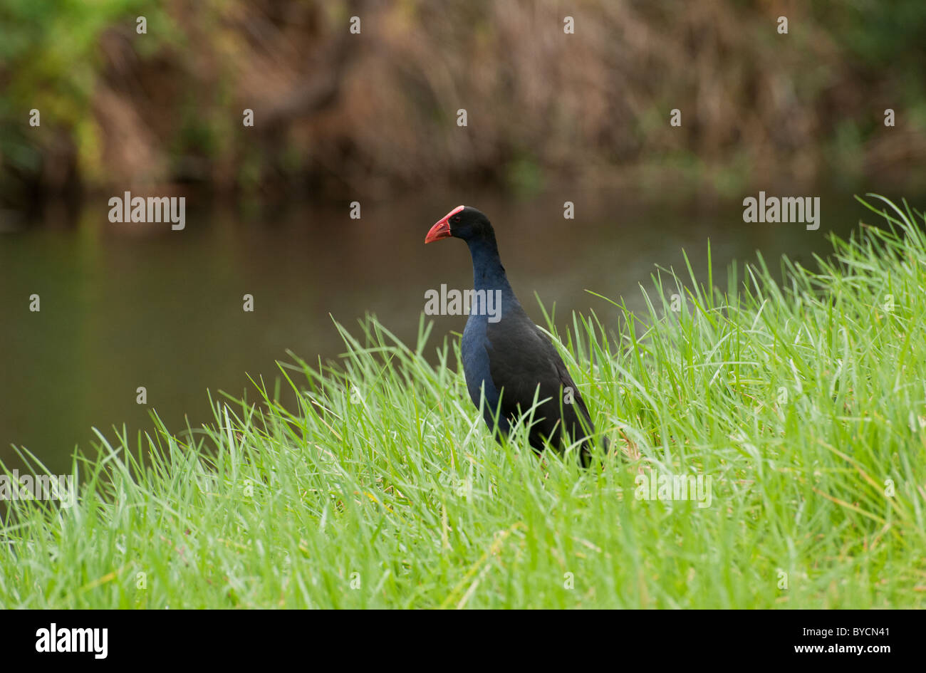 Dusky moorhen (Gallinula tenebrosa) on the banks of the Torrens River ...
