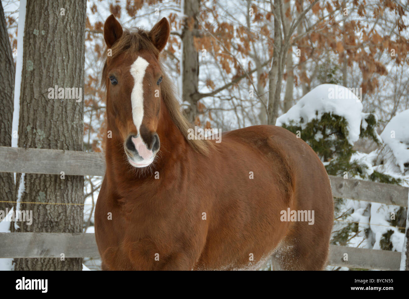 Belgium cross Arabian standing in paddock in winter Stock Photo - Alamy