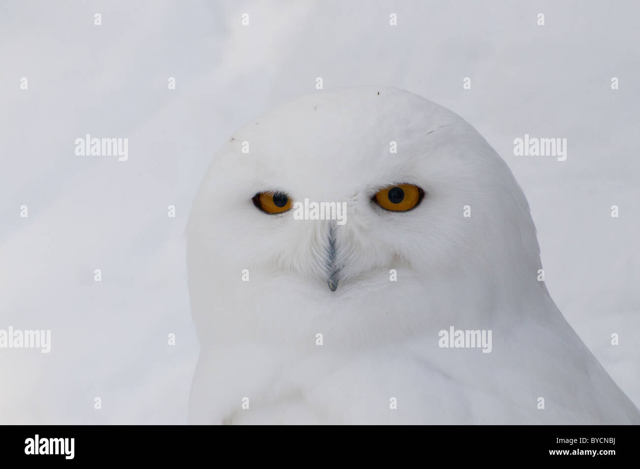 Close-up of a Snowy Owl Stock Photo - Alamy