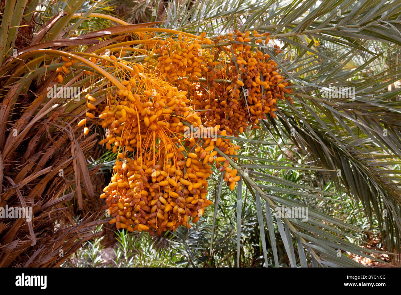 Date palm tree morocco hi-res stock photography and images - Alamy