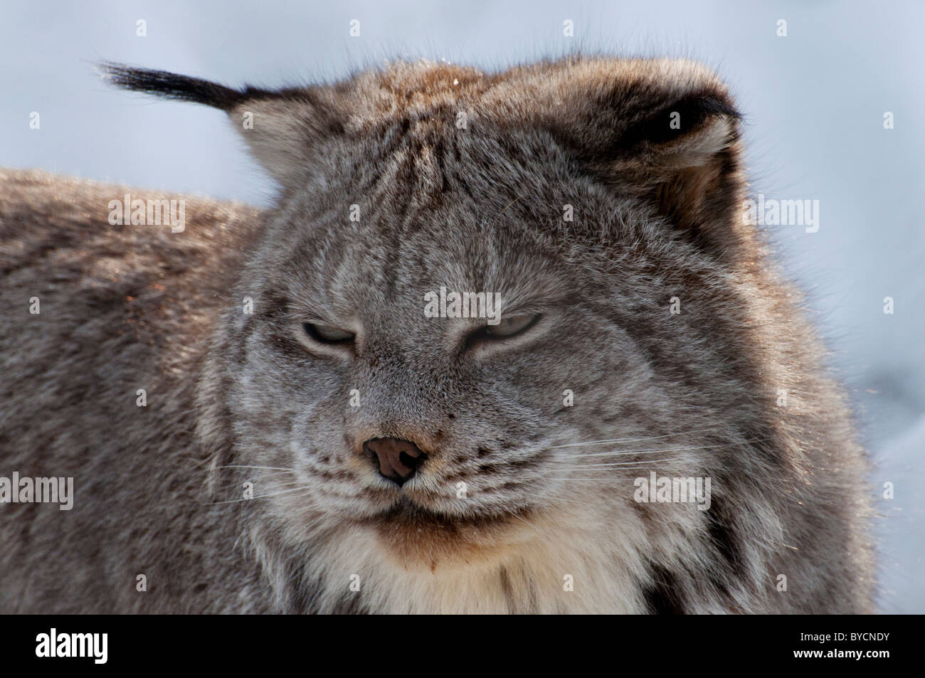 Canadian lynx hi-res stock photography and images - Alamy