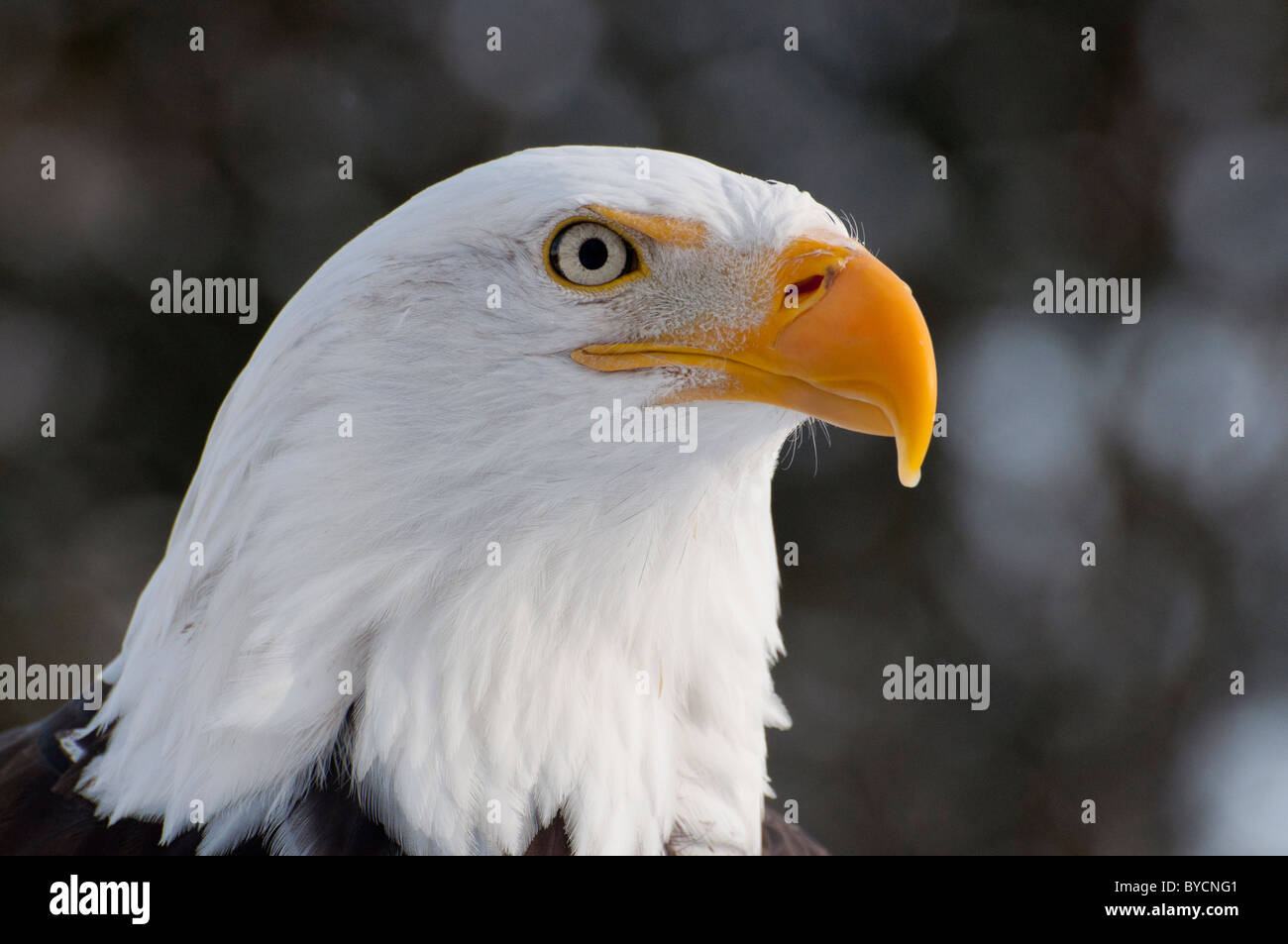 Close-up of a Bald Eagle Stock Photo - Alamy