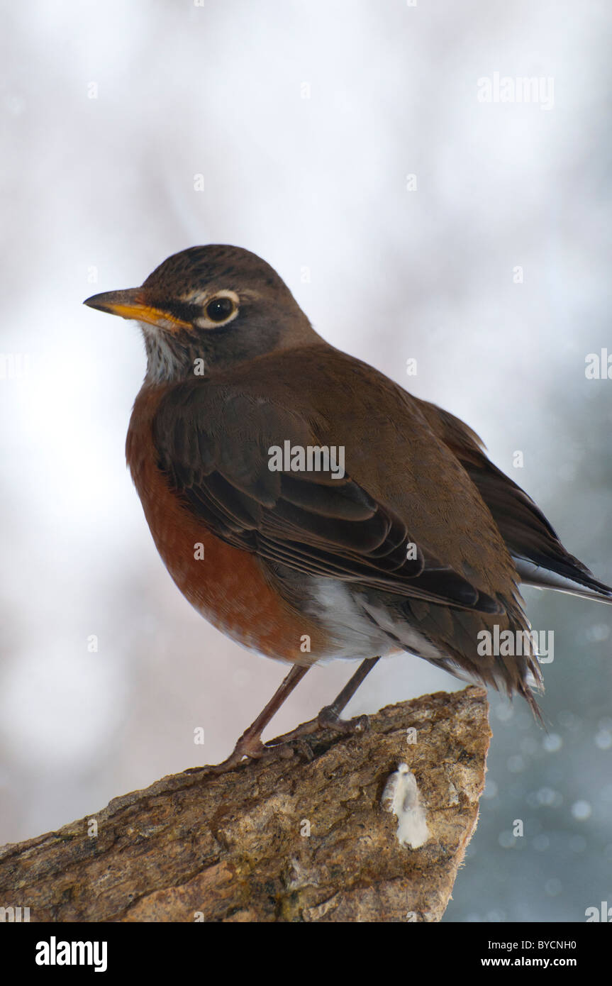 North american robin hi-res stock photography and images - Alamy