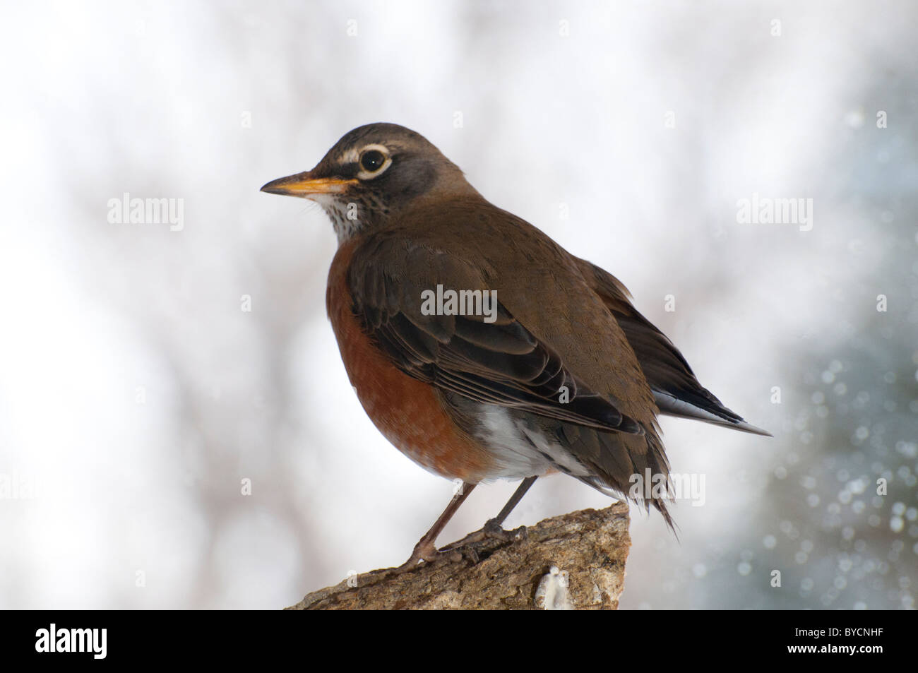 Close-up of a North American Robin Stock Photo - Alamy