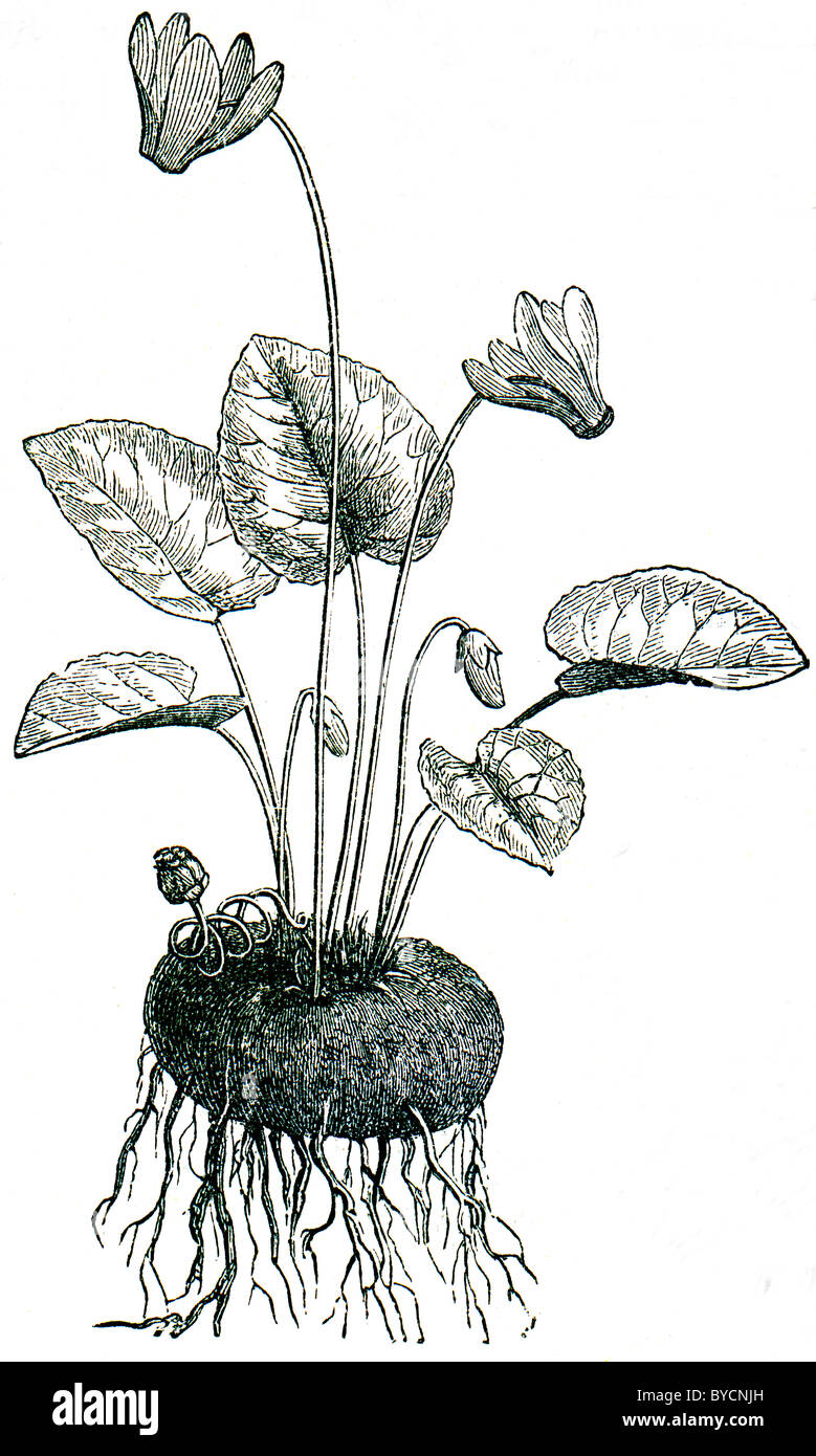 Alpine Violet (Viola labradorica Stock Photo - Alamy