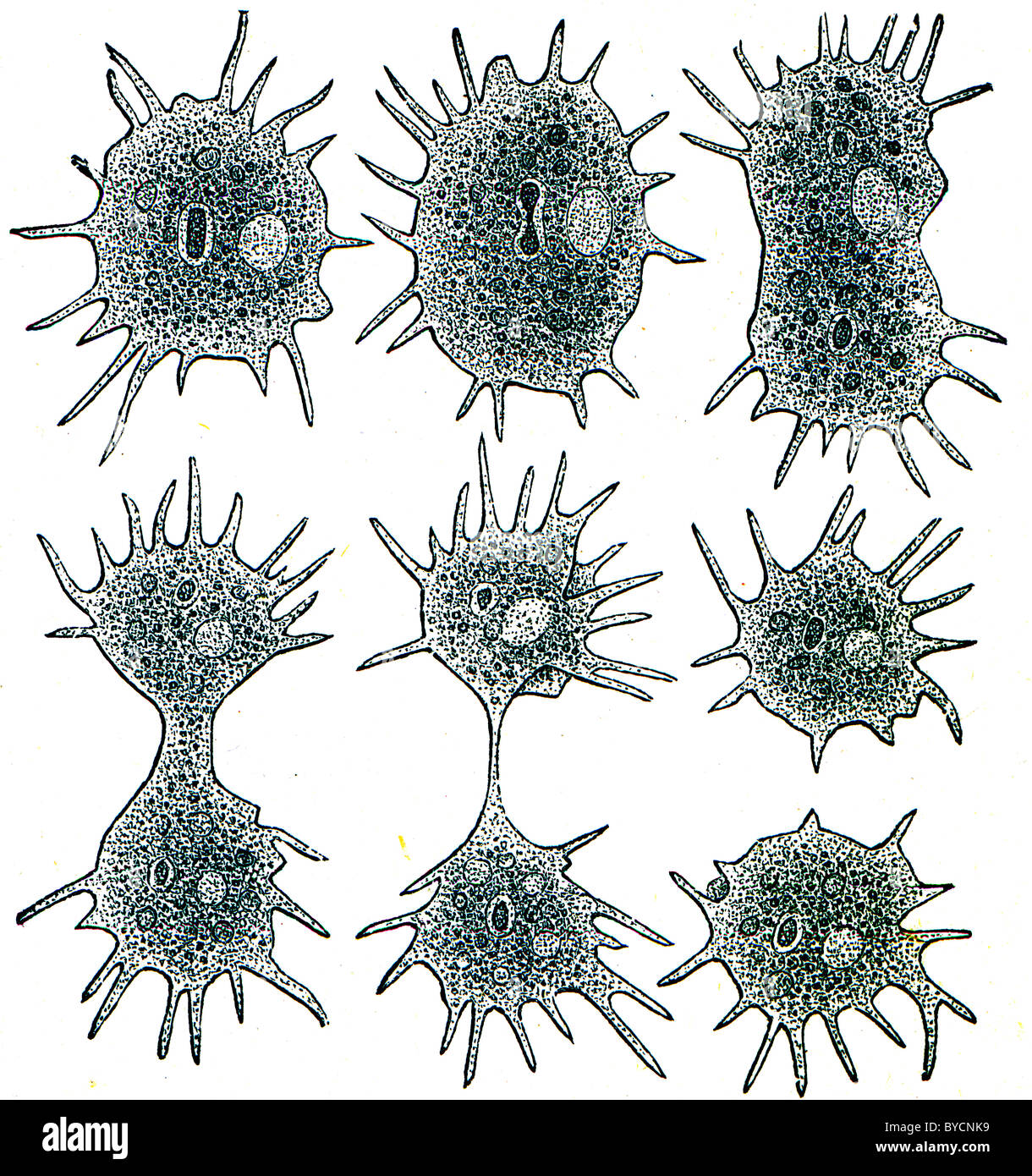 Amoeba Cell Division