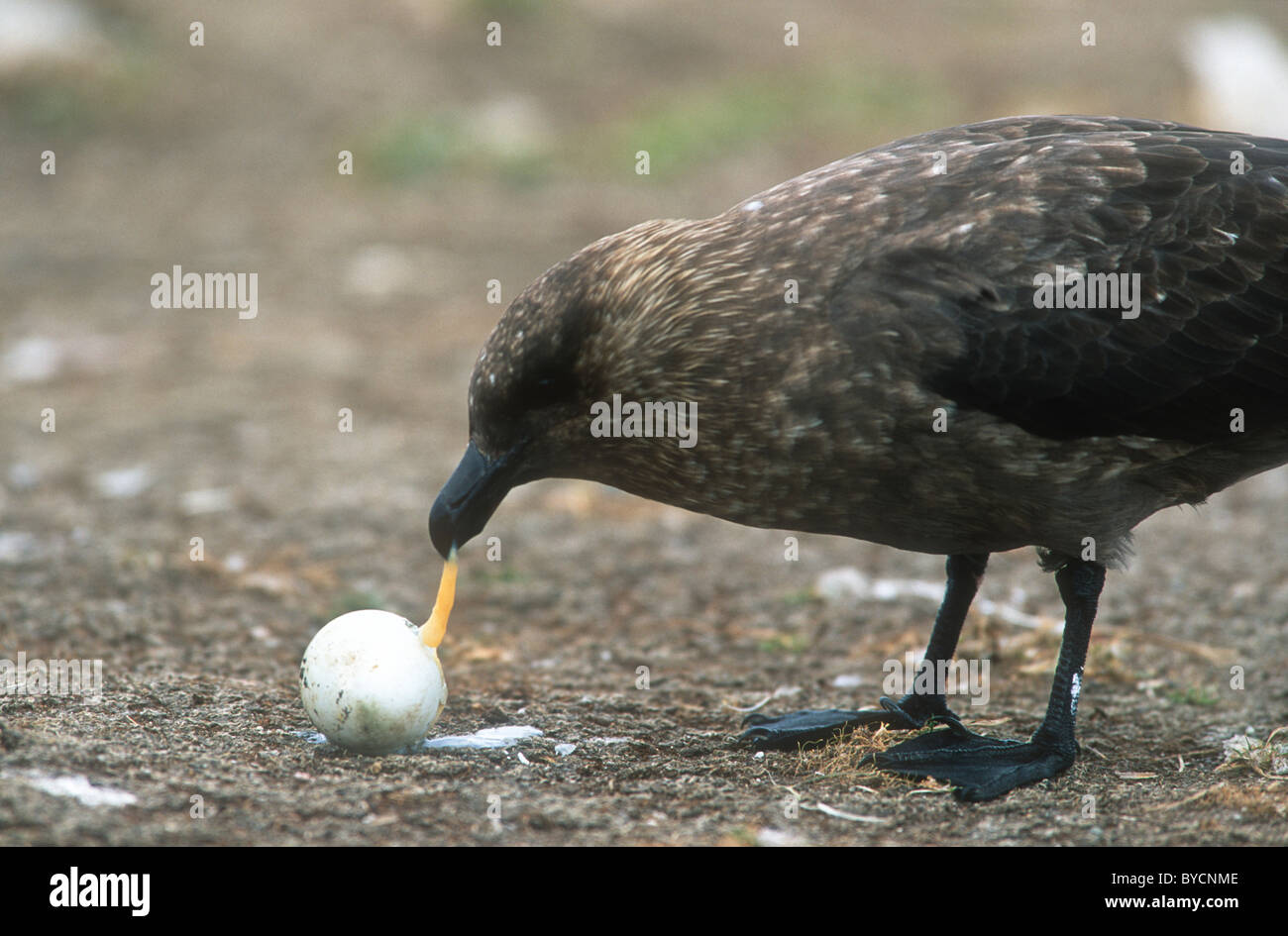 Brown (or Falkland) Skua, Catharacta (skua antarctica) eating a penguin ...