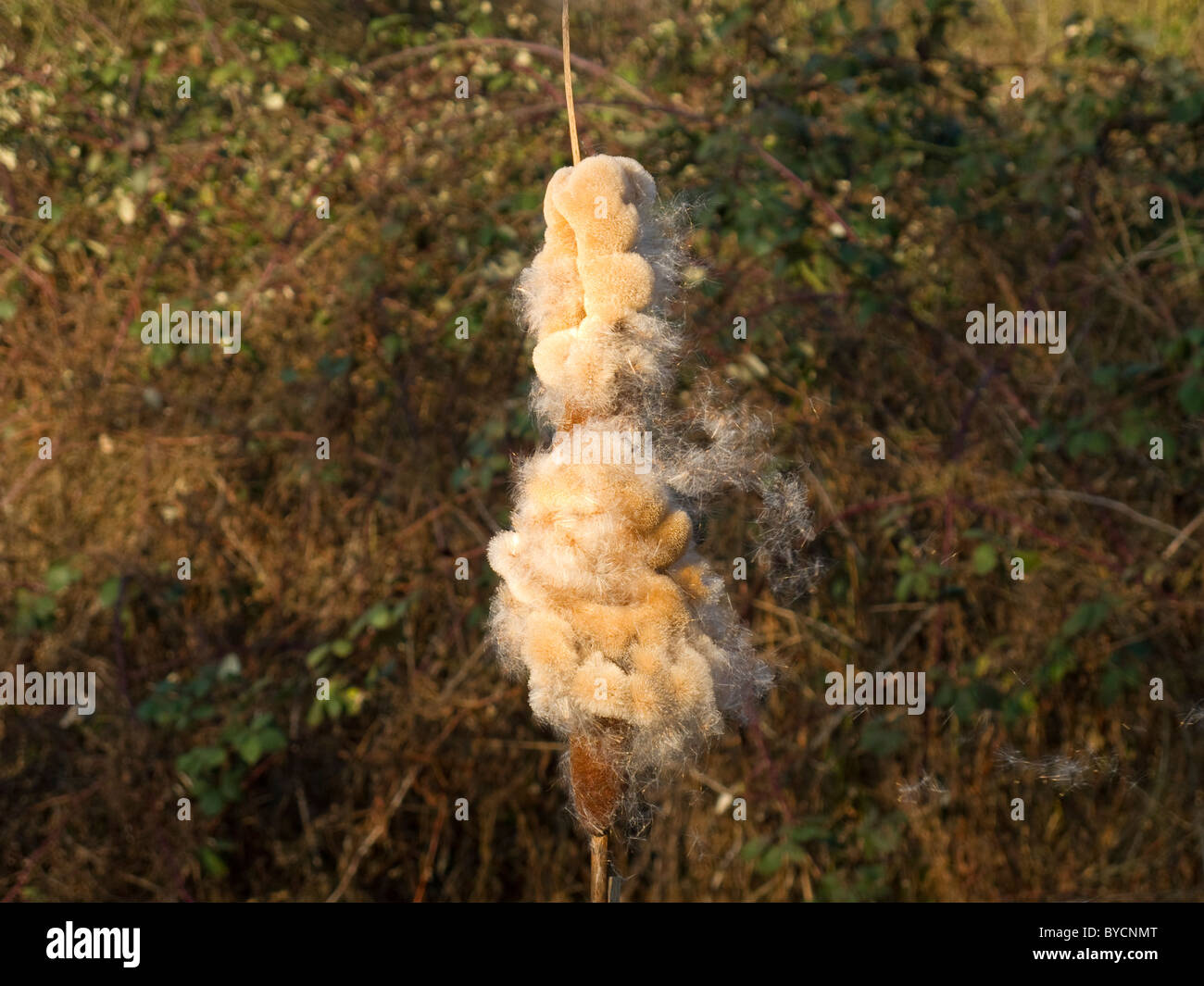 The head of a river reed sowing it's seed in the wind Stock Photo - Alamy