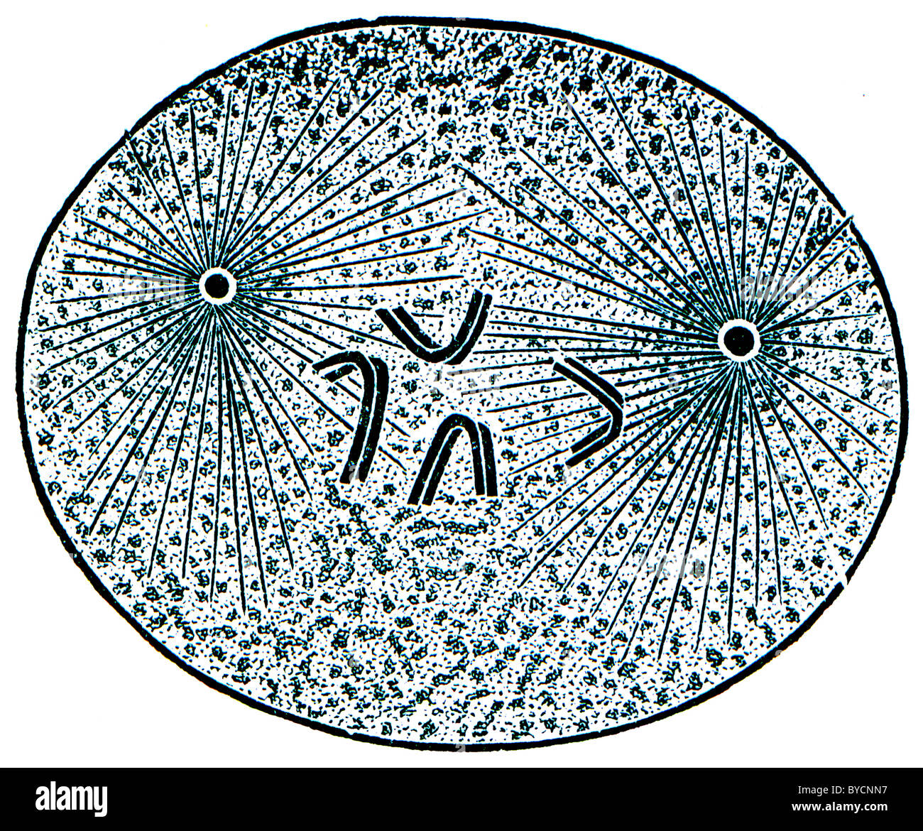 beginning of cell division Stock Photo - Alamy