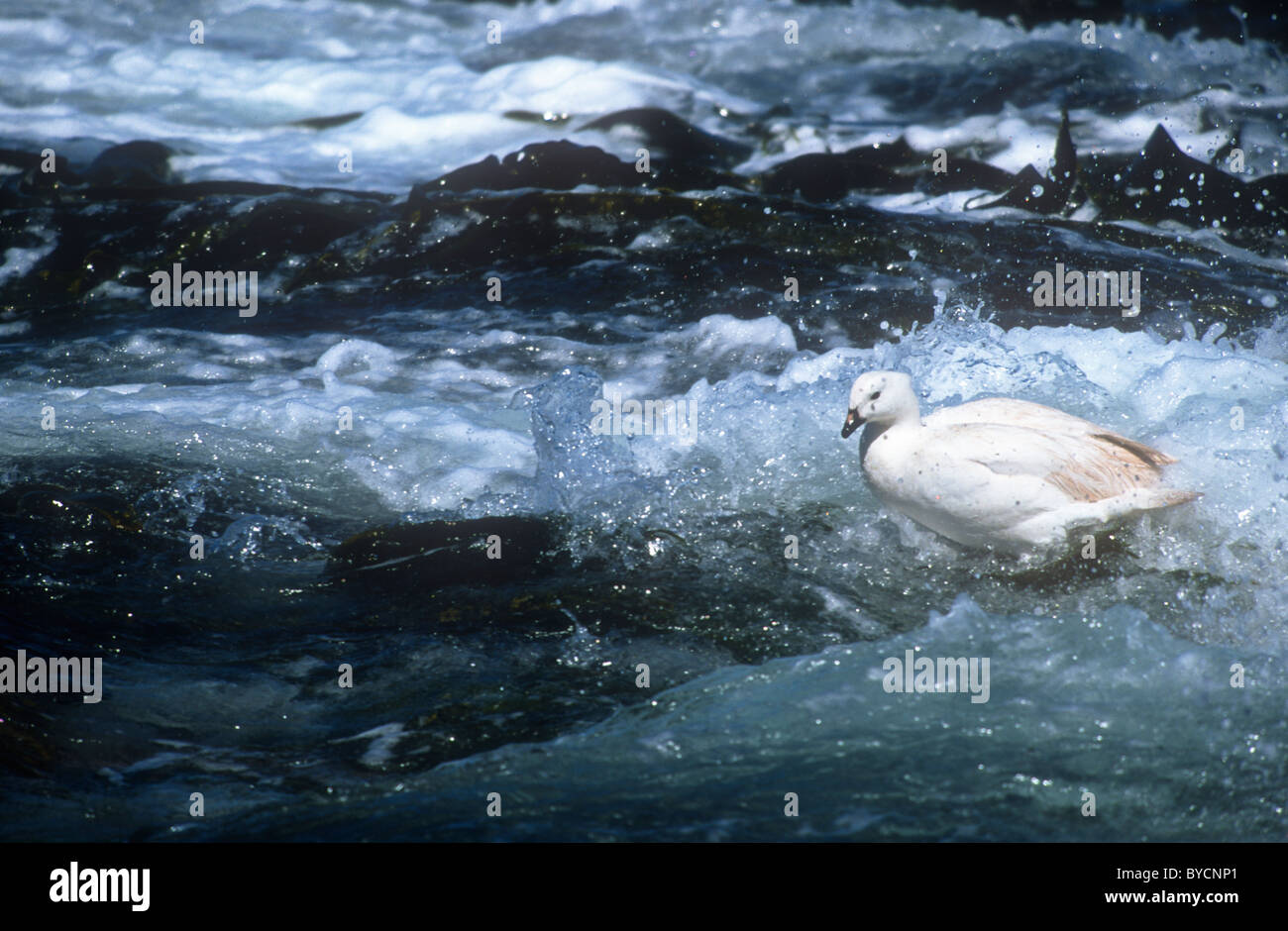 Kelp goose, male, in surf, Chloephaga hybrida malvinarum, Pebble Island ...
