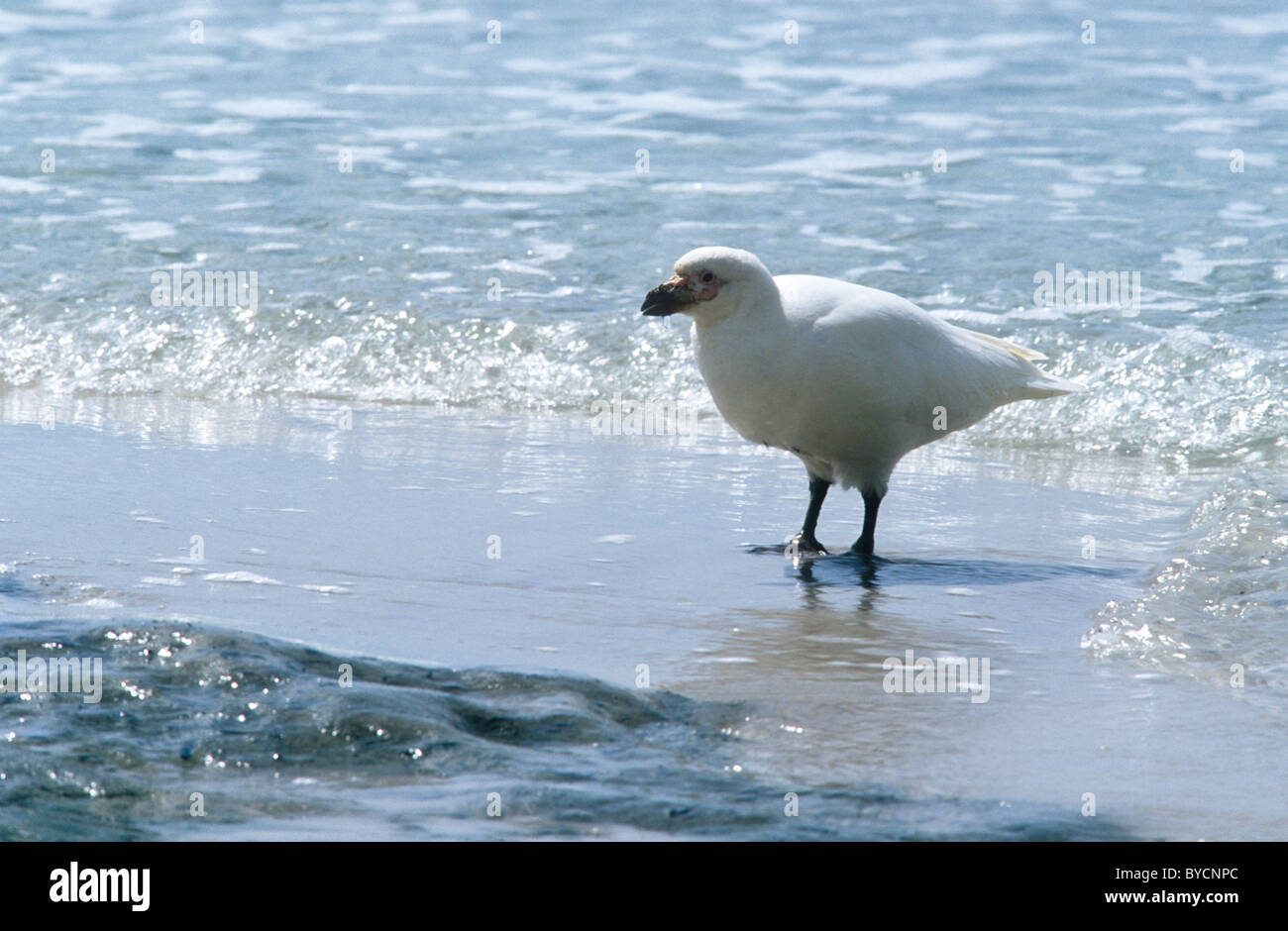Snowy sheathbill, Chionis alba, Pebble Island, Falklands Stock Photo ...