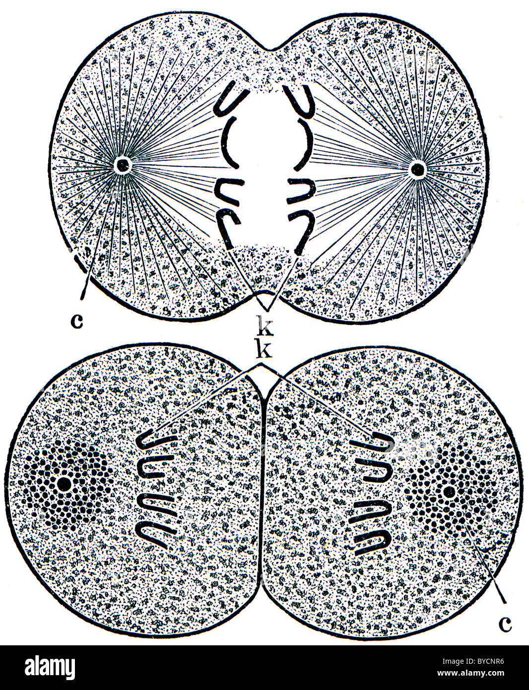 Antique cell Cut Out Stock Images & Pictures - Alamy