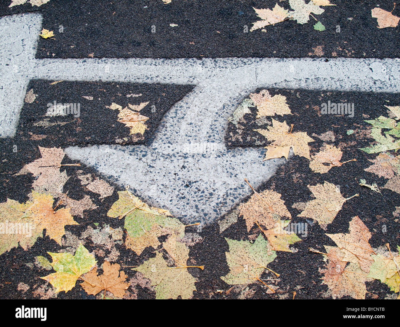 Squashed leaves on road, autumn Stock Photo - Alamy