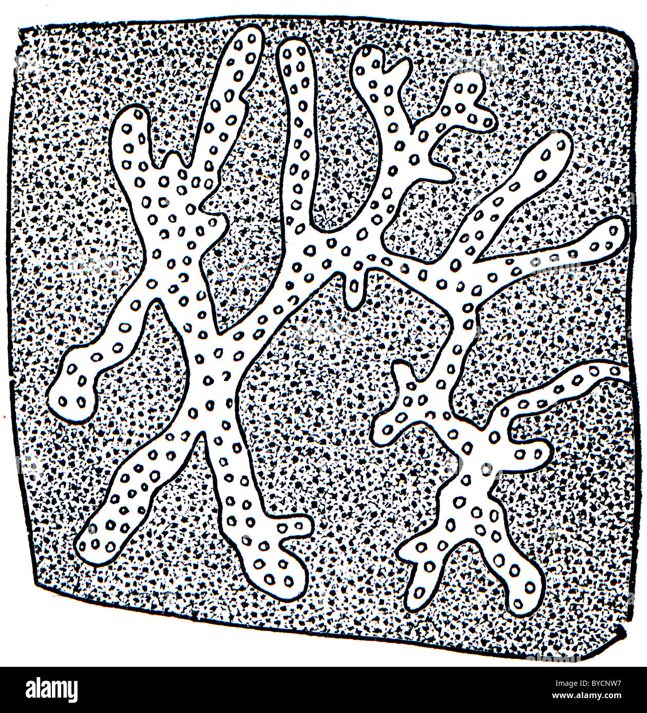 cells spider glands caterpillars with branching core Stock Photo - Alamy