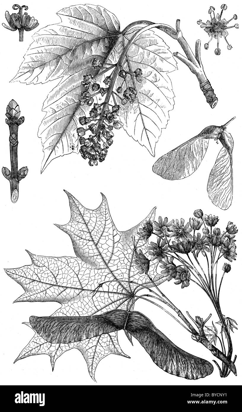 Maple seed Black and White Stock Photos & Images - Alamy