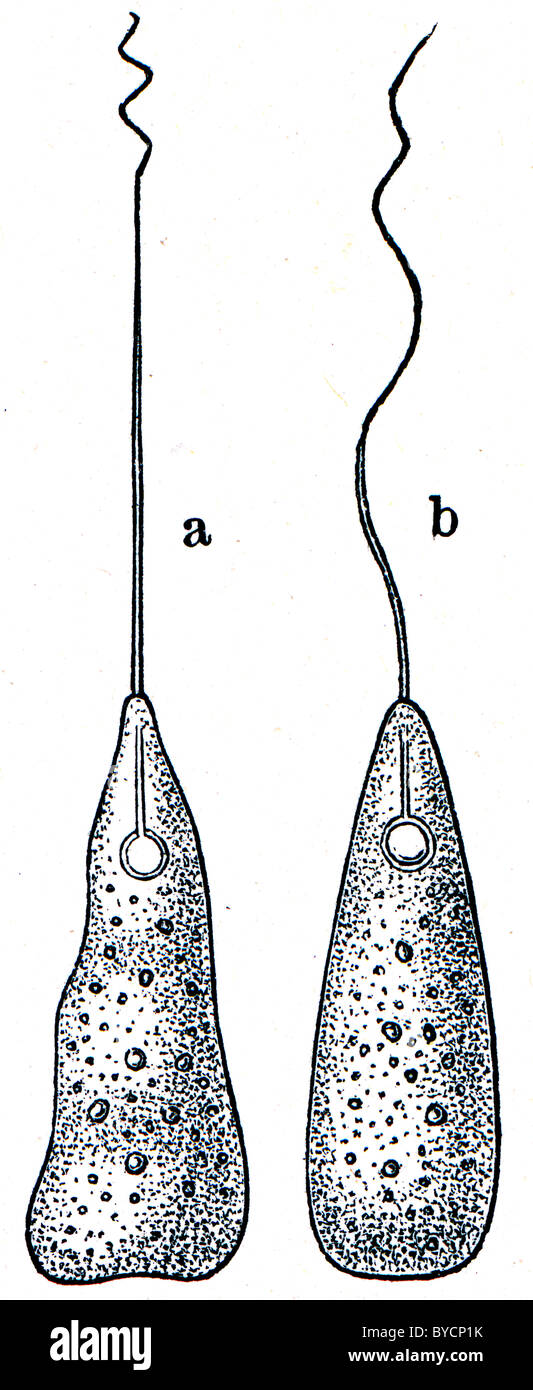 Peranema - flagellate infusoria at slow and fast movements Stock Photo ...