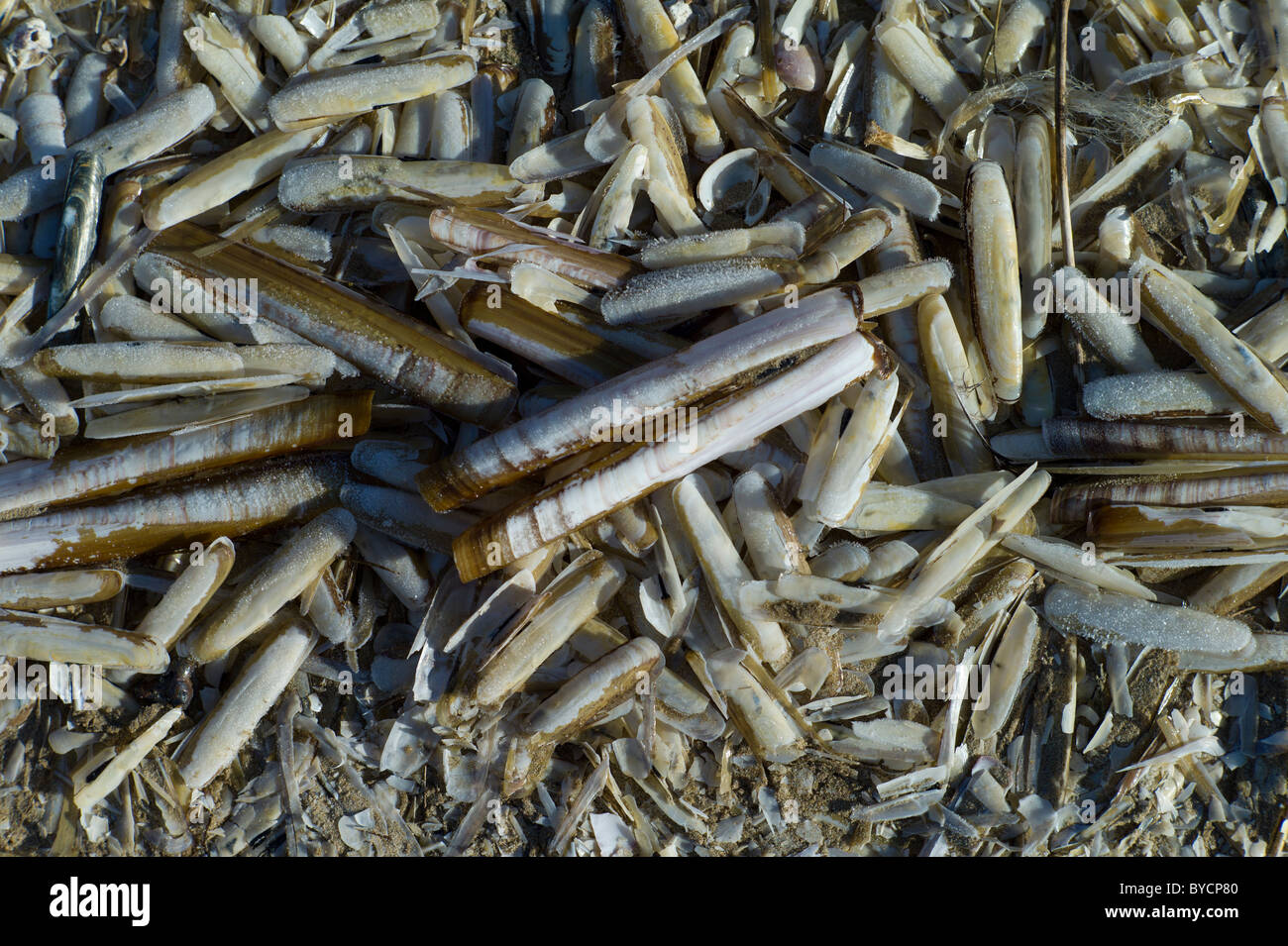 Razor shells on Llangennith beach, Gower, Swansea Stock Photo - Alamy