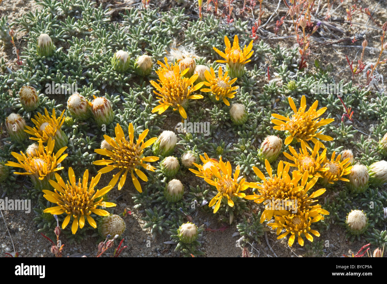 Nardophylum sp. ?? flowers and buds plant grows in La Liona Valley ...