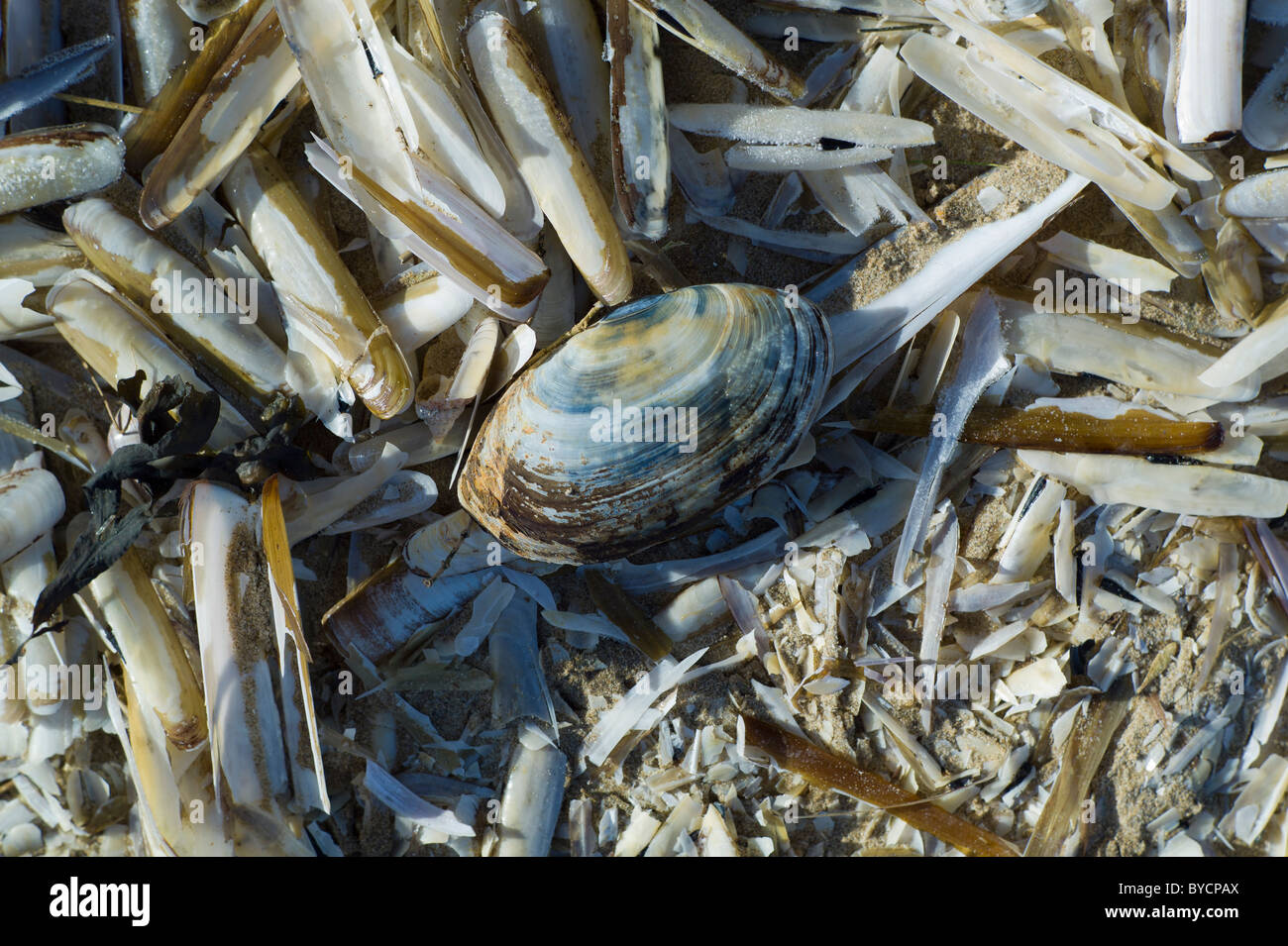 Trough shell hi-res stock photography and images - Alamy