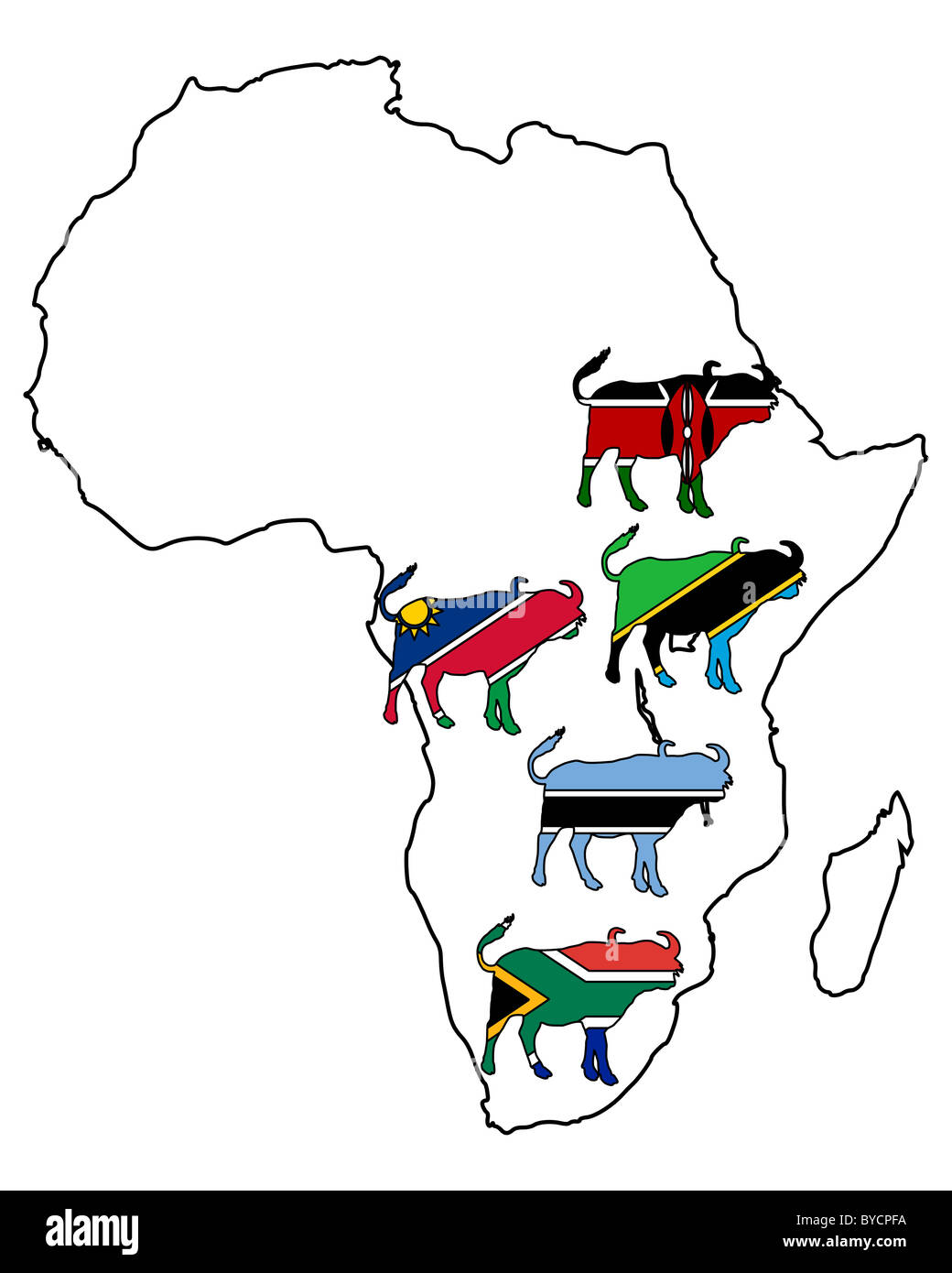 African cape buffalo Stock Photo - Alamy