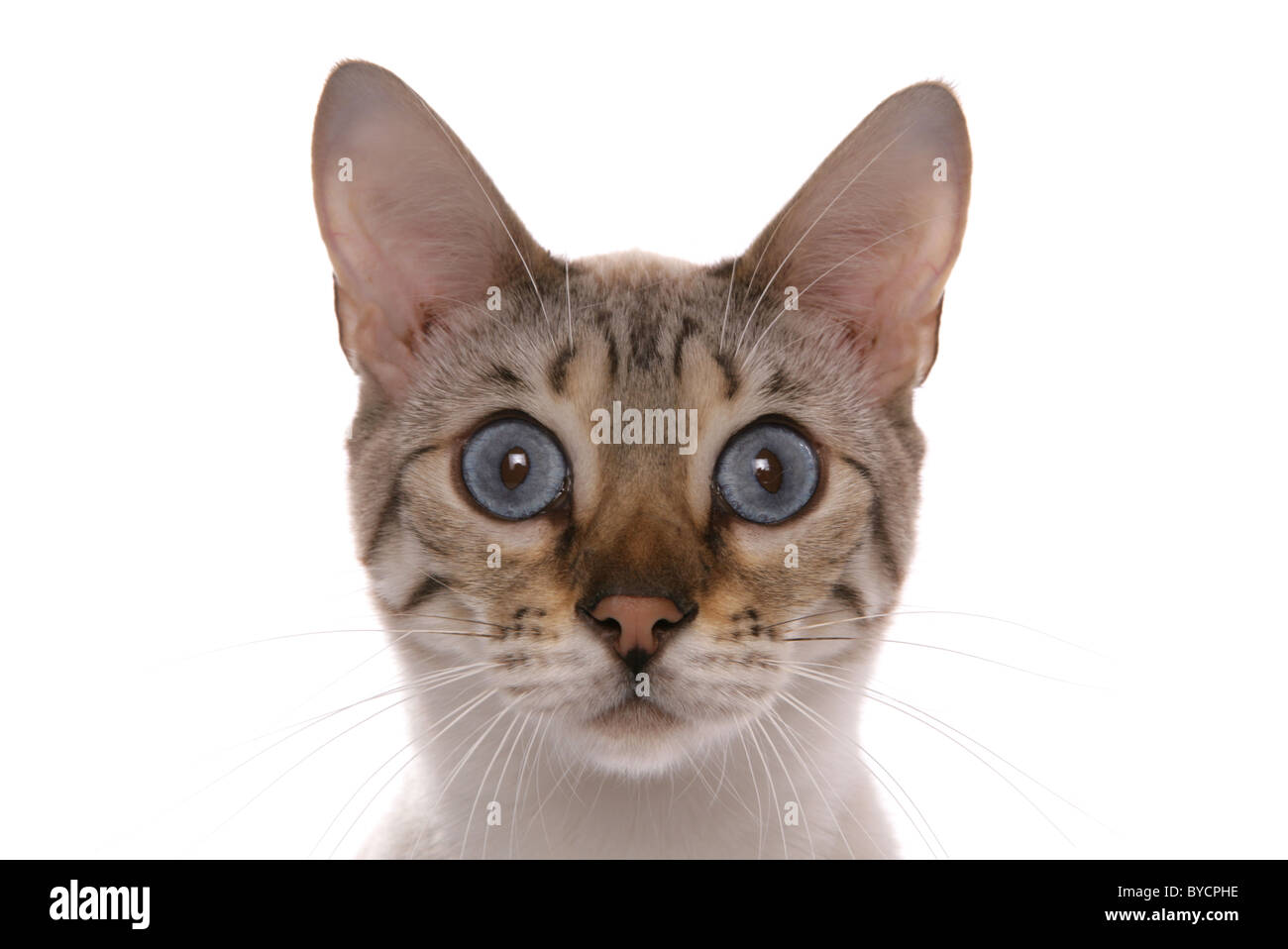 Bengal cat adult domestic hi-res stock photography and images - Alamy