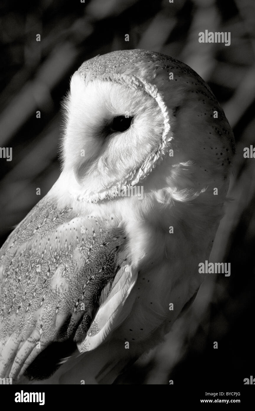 Owl Turned Head Stock Photos & Owl Turned Head Stock Images - Alamy